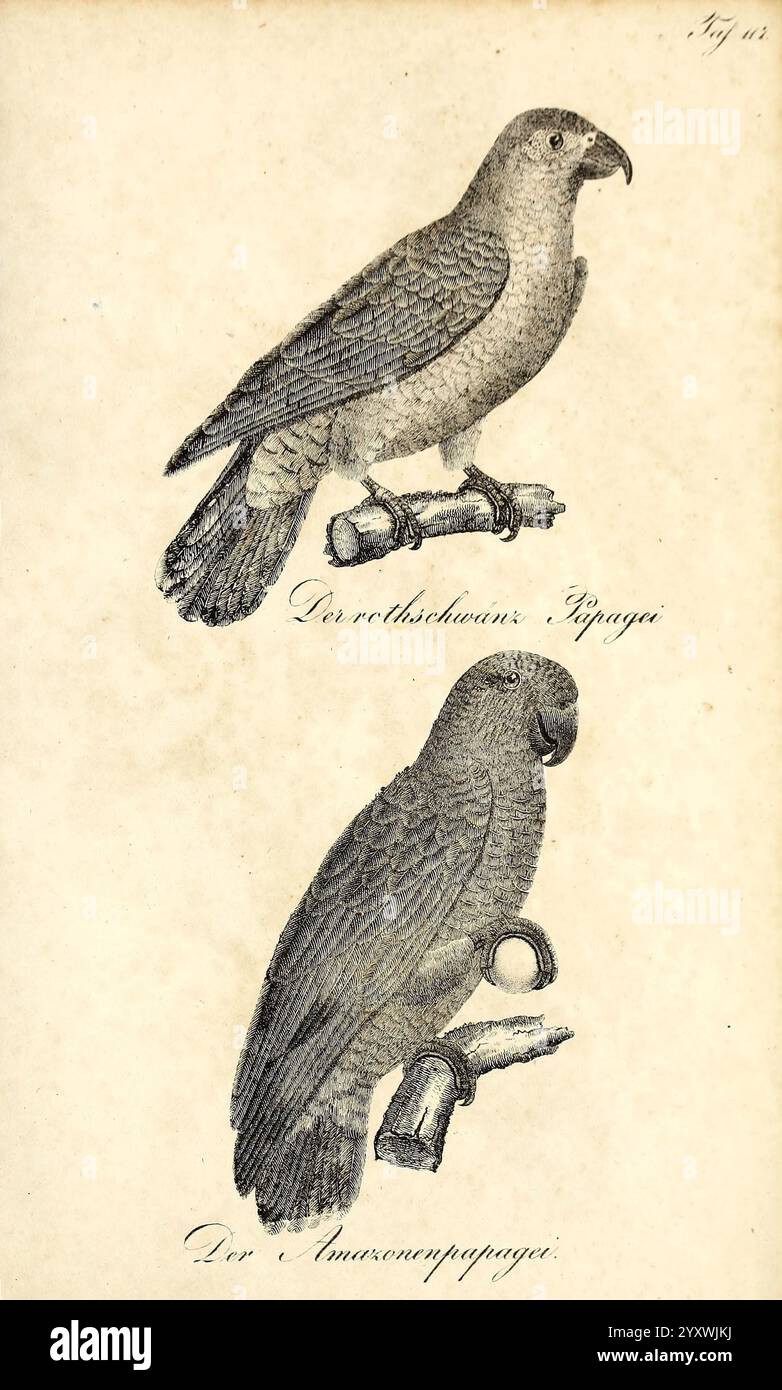 Die Naturgeschichte in getreuen Abbildungen und mit ausführlicher ...