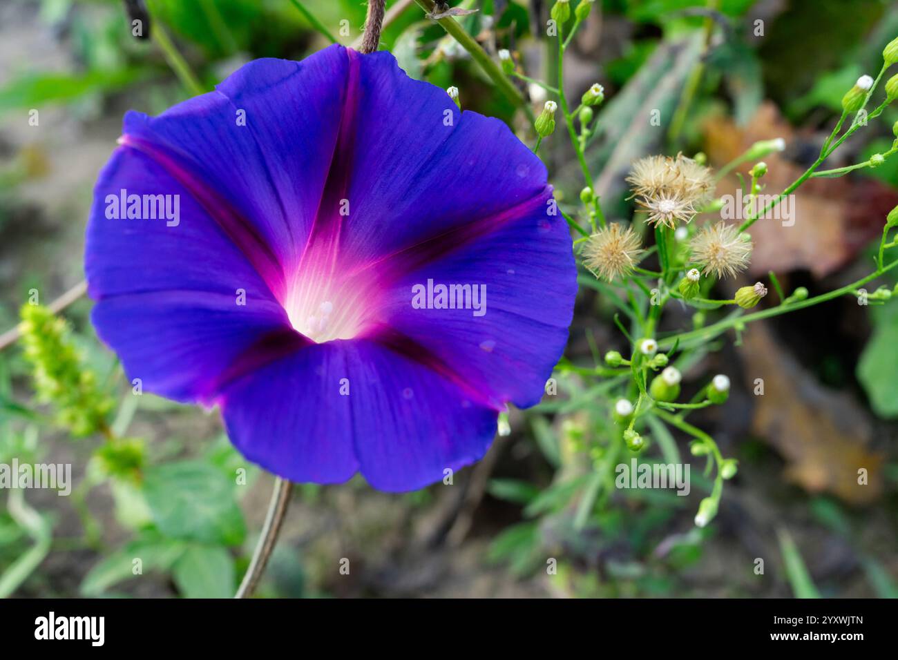 Delicate buds stands hi-res stock photography and images - Alamy