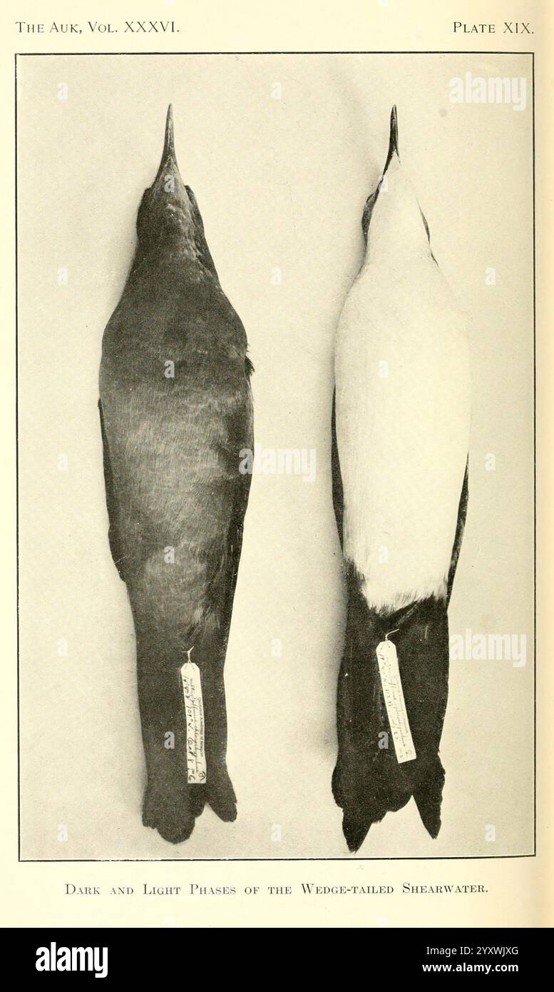 The Auk, Washington, D.C, American Ornithologists' Union, 1884, birds ...