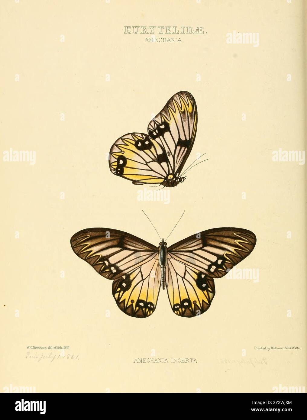 Illustrations of new species of exotic butterflies, London, John Van ...