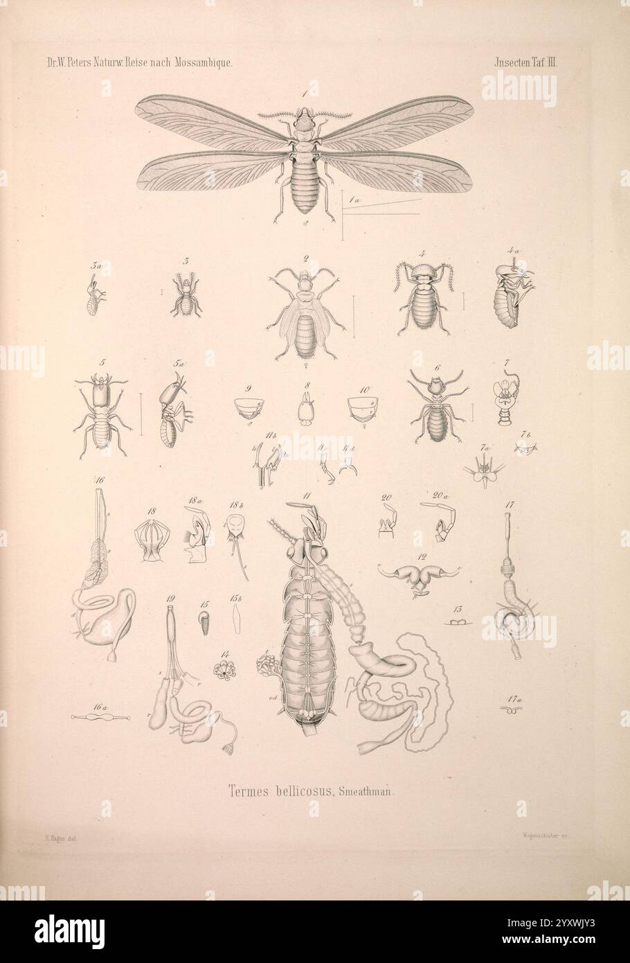 Insects labeled hi-res stock photography and images - Alamy