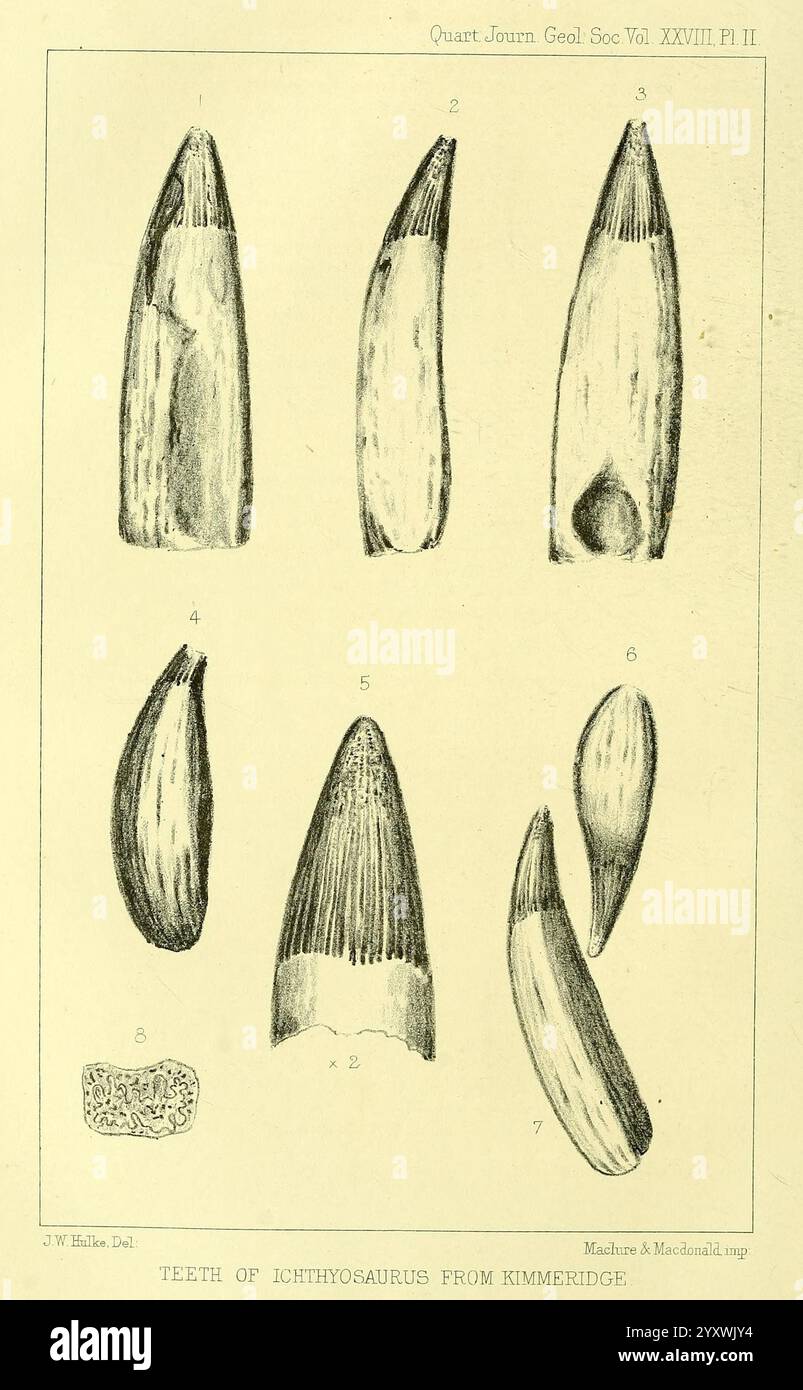 Tooth exhibits distinct shapes hi-res stock photography and images - Alamy