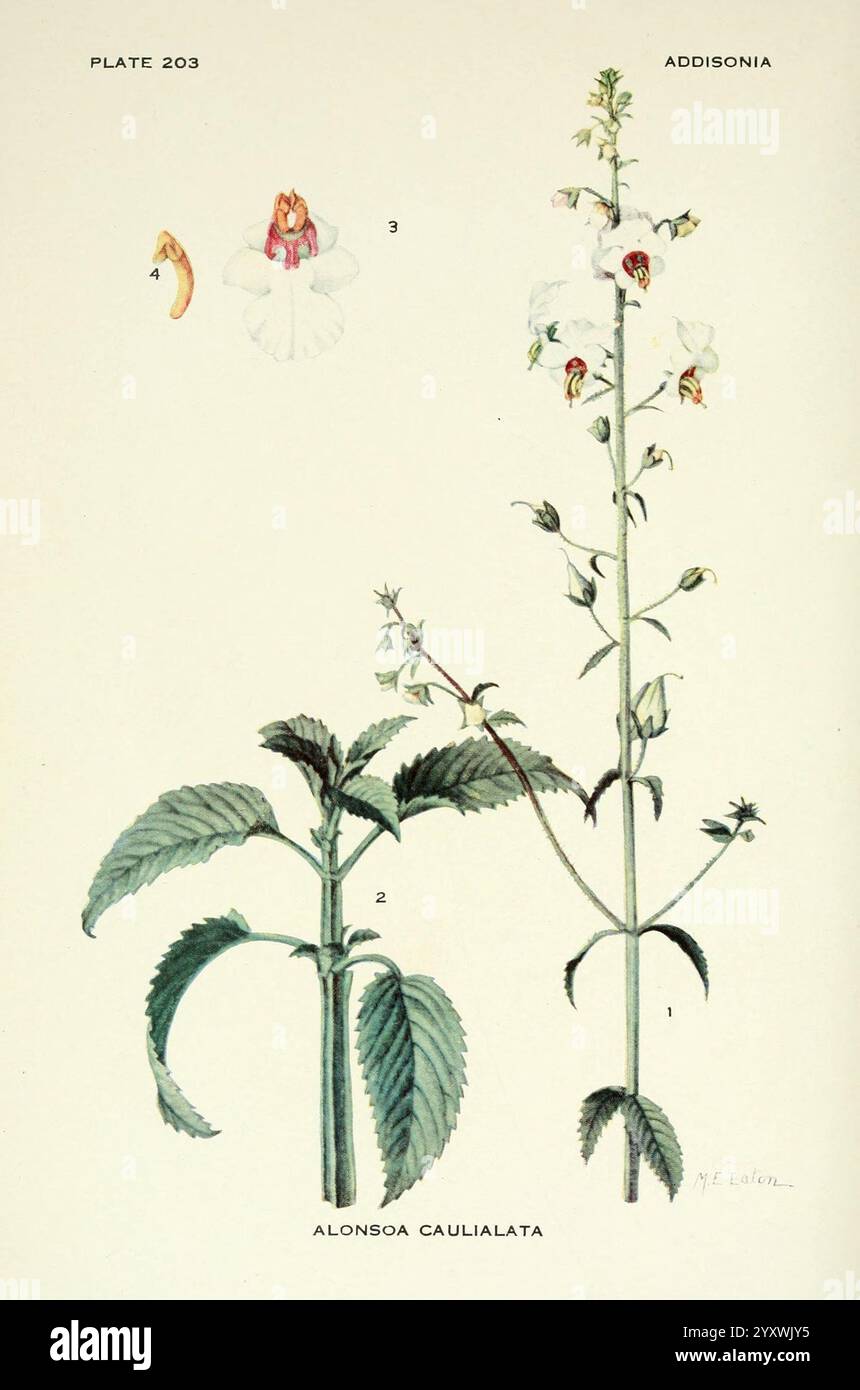 Alonsoa caulialata species hi-res stock photography and images - Alamy