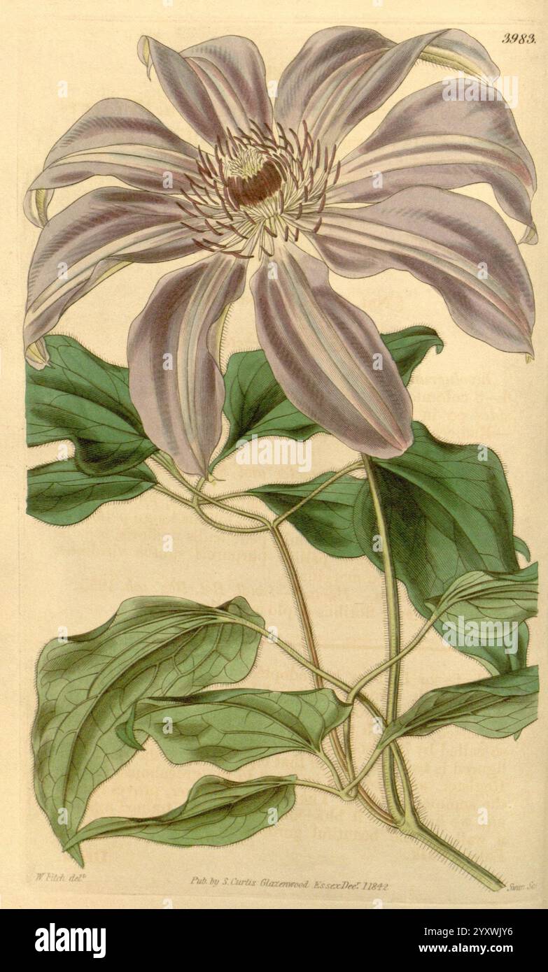 Curtis's Botanical Magazine London New York Botanical Illustration ...