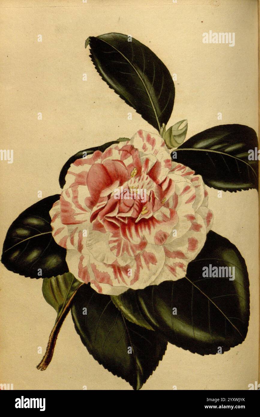 The, botanical, cabinet, London, John & Arthur Arch, 1817-1833, A ...