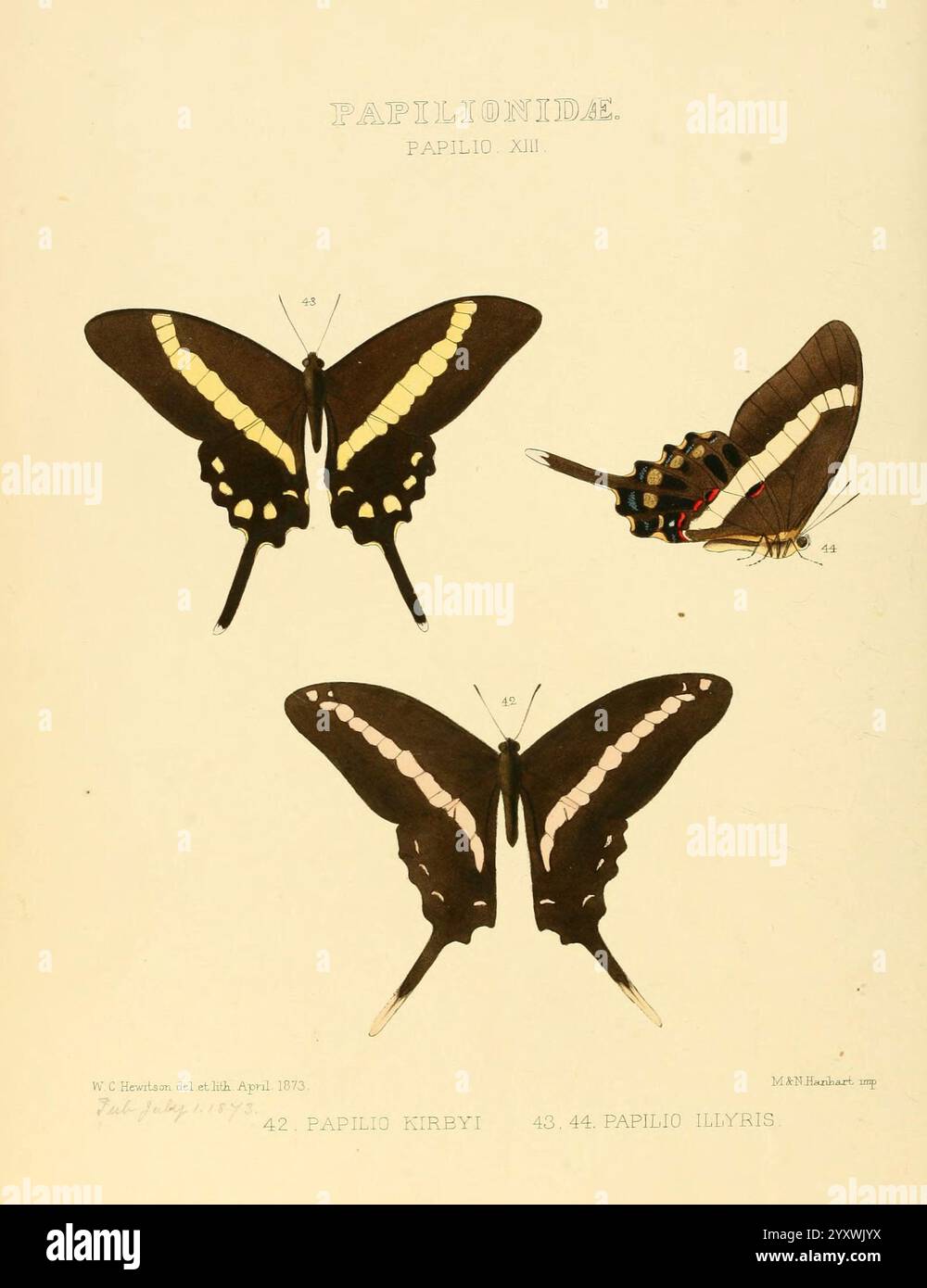 Illustrations of new species of exotic butterflies, volume 1, London ...