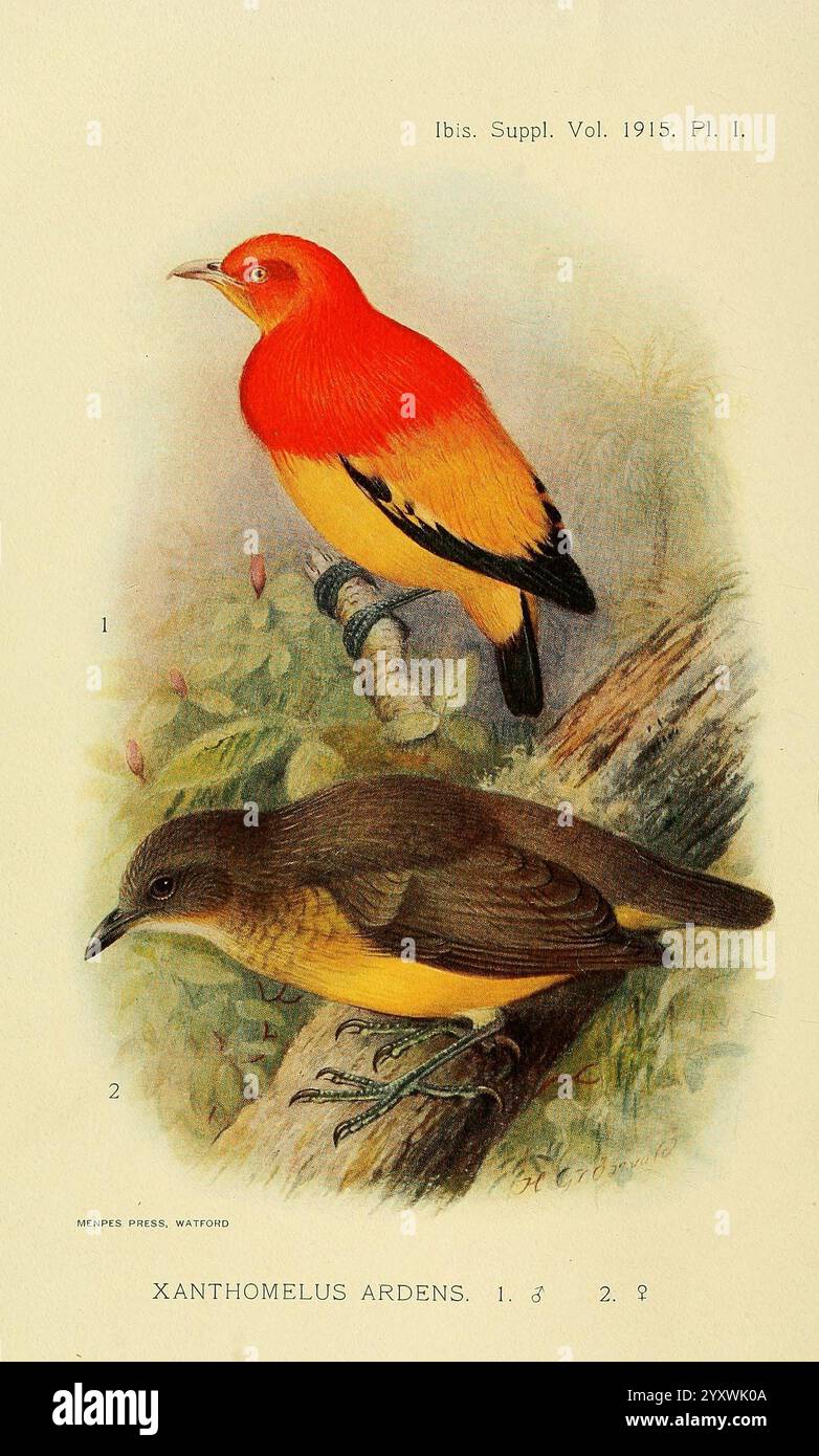 Second bird exhibits hi-res stock photography and images - Alamy