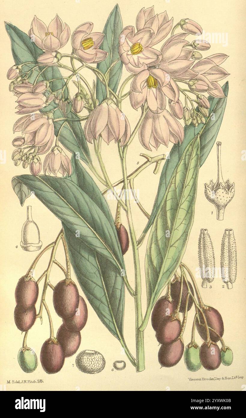 Curtis's Botanical Magazine London, New York Botanical Illustration ...