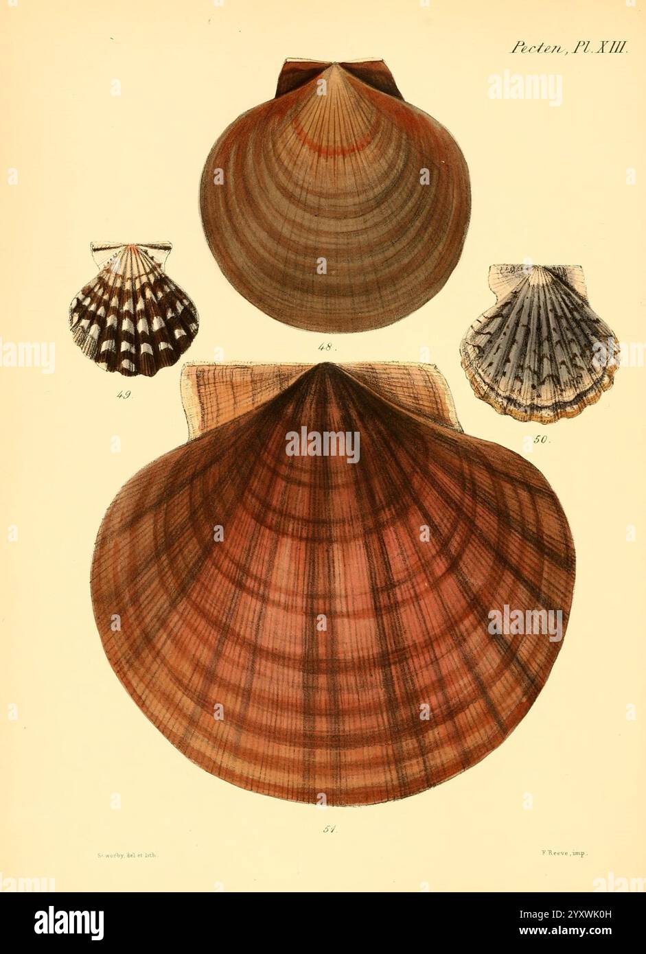 Conchologia Iconica, or Illustrations of the Shells of Molluscous ...