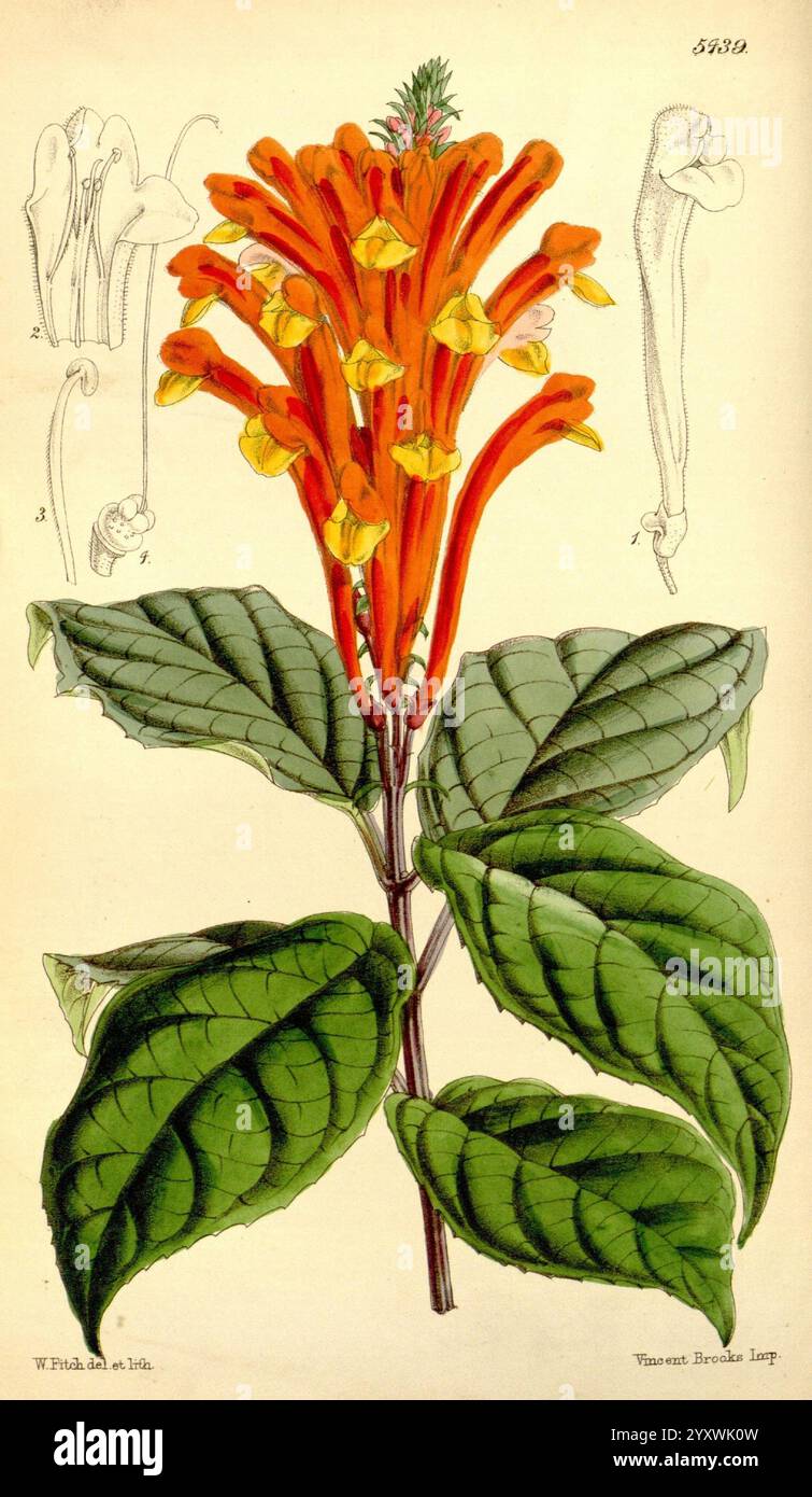 Two detailed botanical sketches hi-res stock photography and images - Alamy