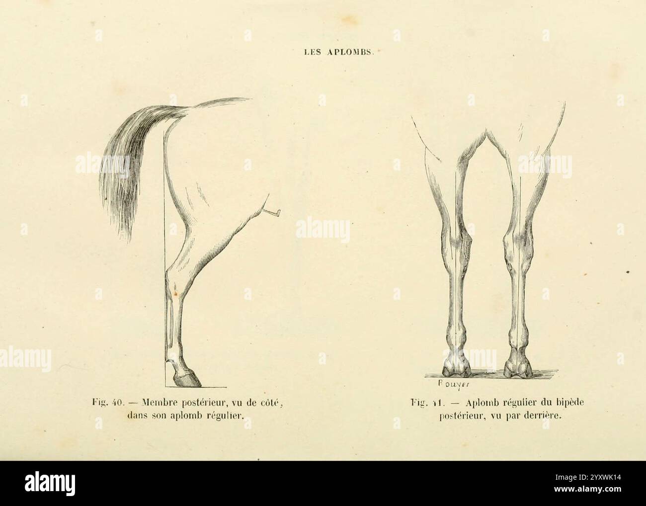 Understanding horse anatomy hi-res stock photography and images - Alamy