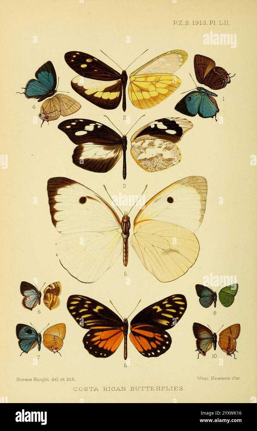 Vibrant blue variants hi-res stock photography and images - Alamy