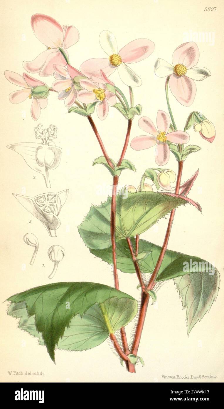Curtis's Botanical Magazine, London, New York, botany, periodicals ...