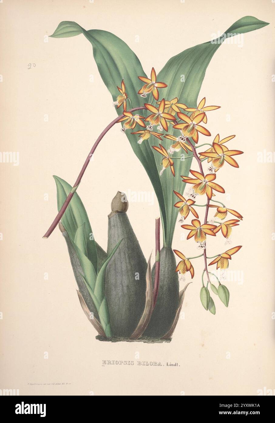 Rounded base supports hi-res stock photography and images - Alamy