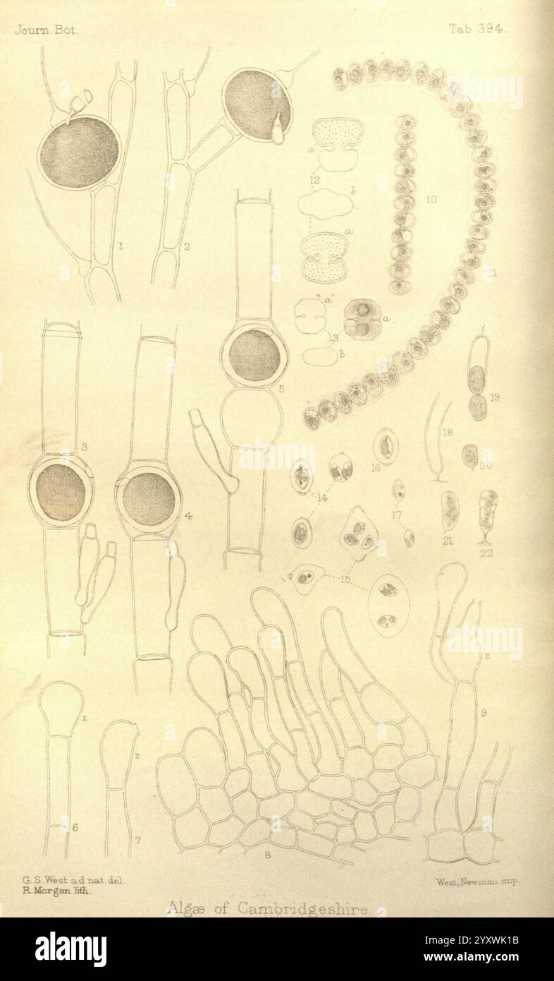 Various algal structures hi-res stock photography and images - Alamy