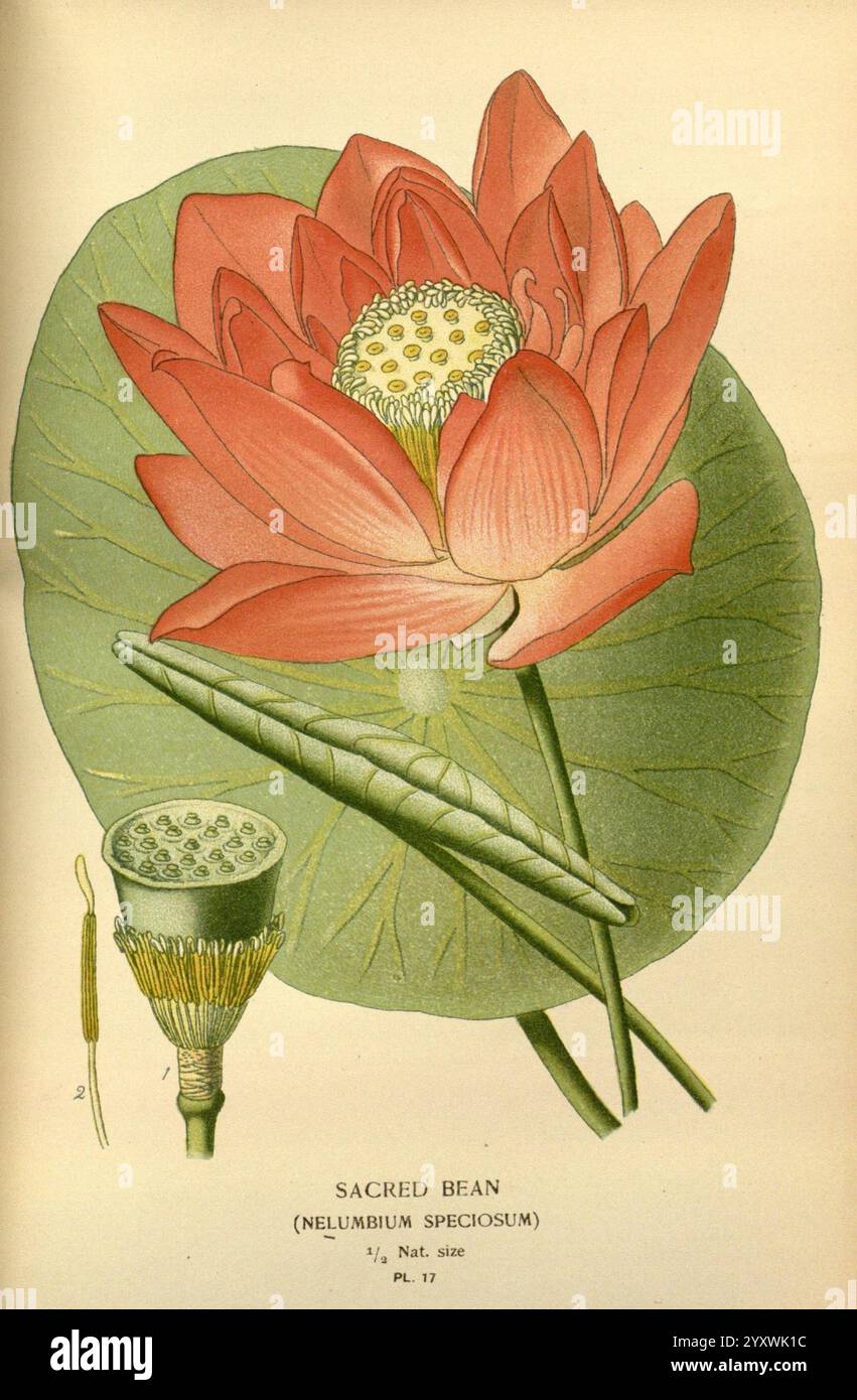 Pink lotus flower floats gracefully hi-res stock photography and images ...
