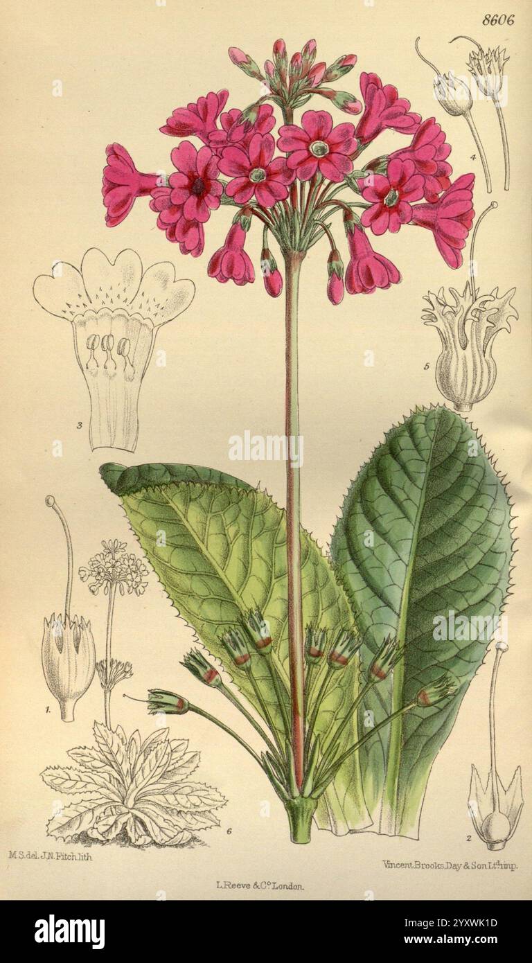 Several leaf samples hi-res stock photography and images - Alamy