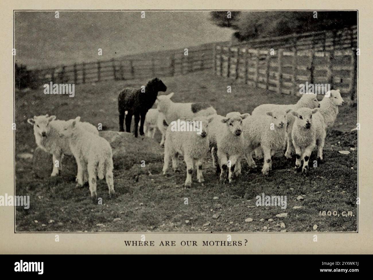 Biggle, sheep, book, Philadelphia, Wilmer Atkinson co, 1912, sheep ...