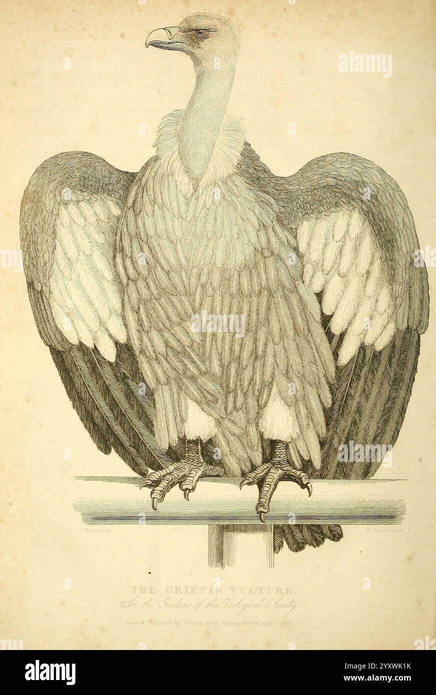 Vultures impressive form hi-res stock photography and images - Alamy