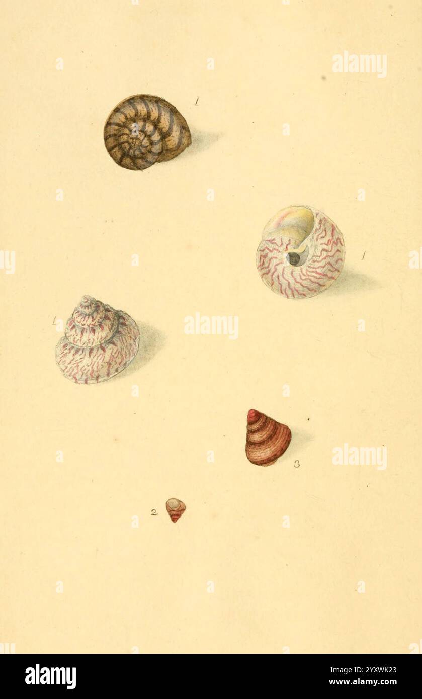 The natural history of British shells. v.1-3. London, Printed for the ...