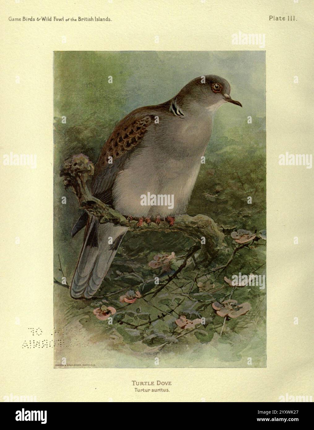 Serene expression convey hi-res stock photography and images - Alamy