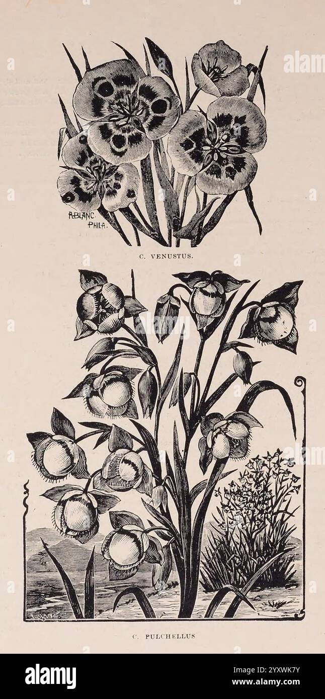 Retail, price, list, of, California, bulbs, Ukiah, CA, Carl, Purdy ...