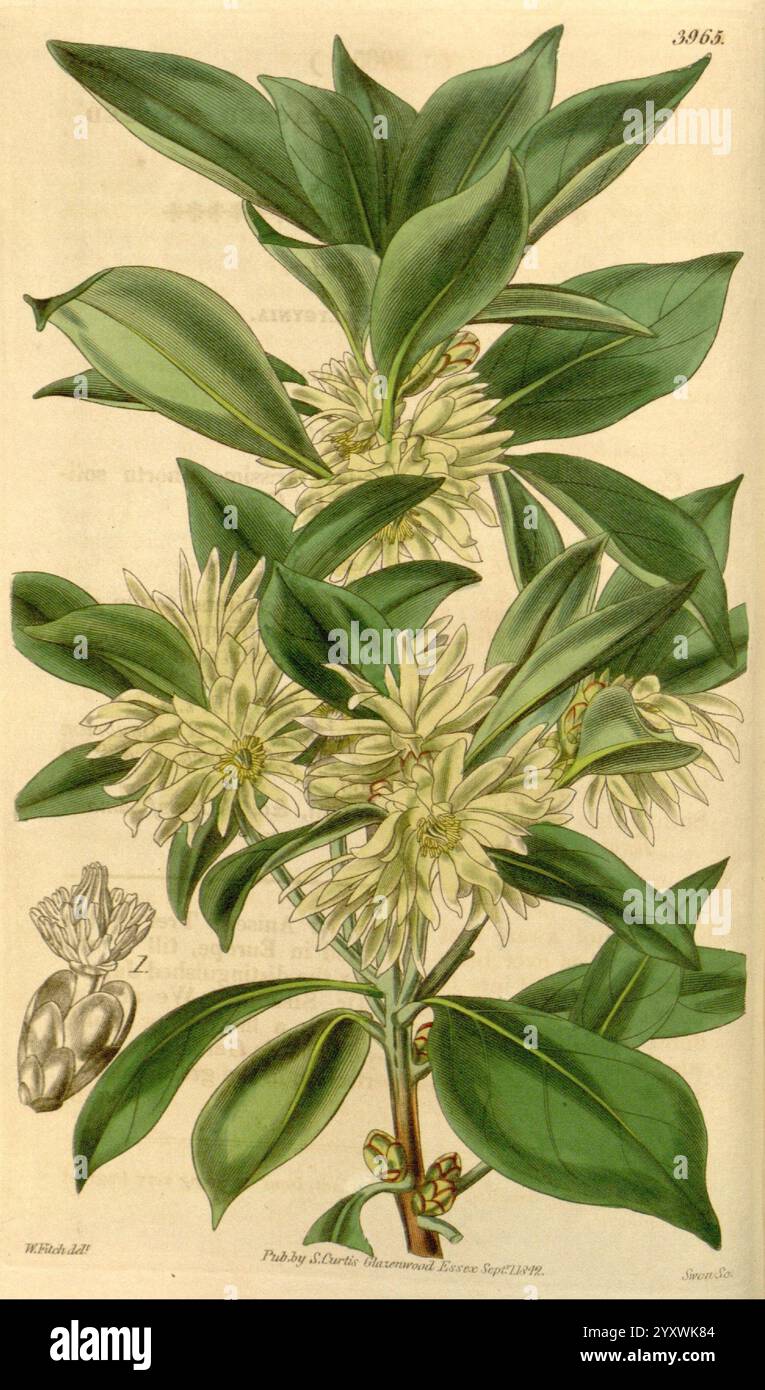 Plants structure reveals elongated hi-res stock photography and images ...