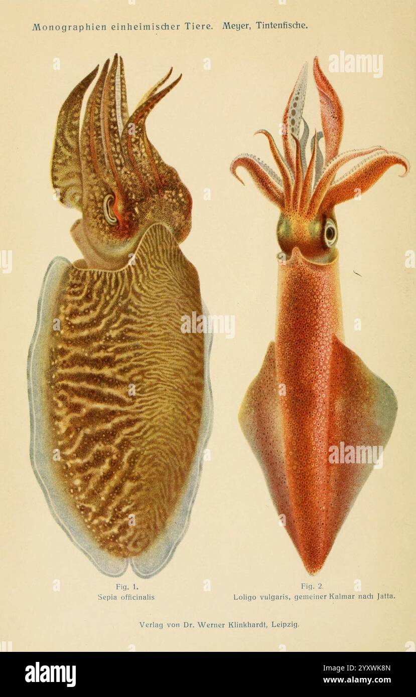 Distinctive ridges across hi-res stock photography and images - Alamy