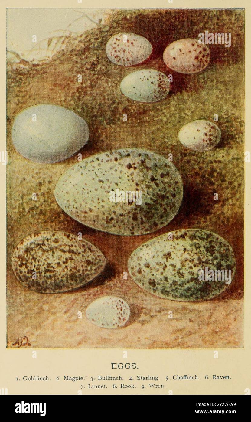 Birds' nests, eggs, egg-collecting, 1896, birds, eggs, Great Britain ...