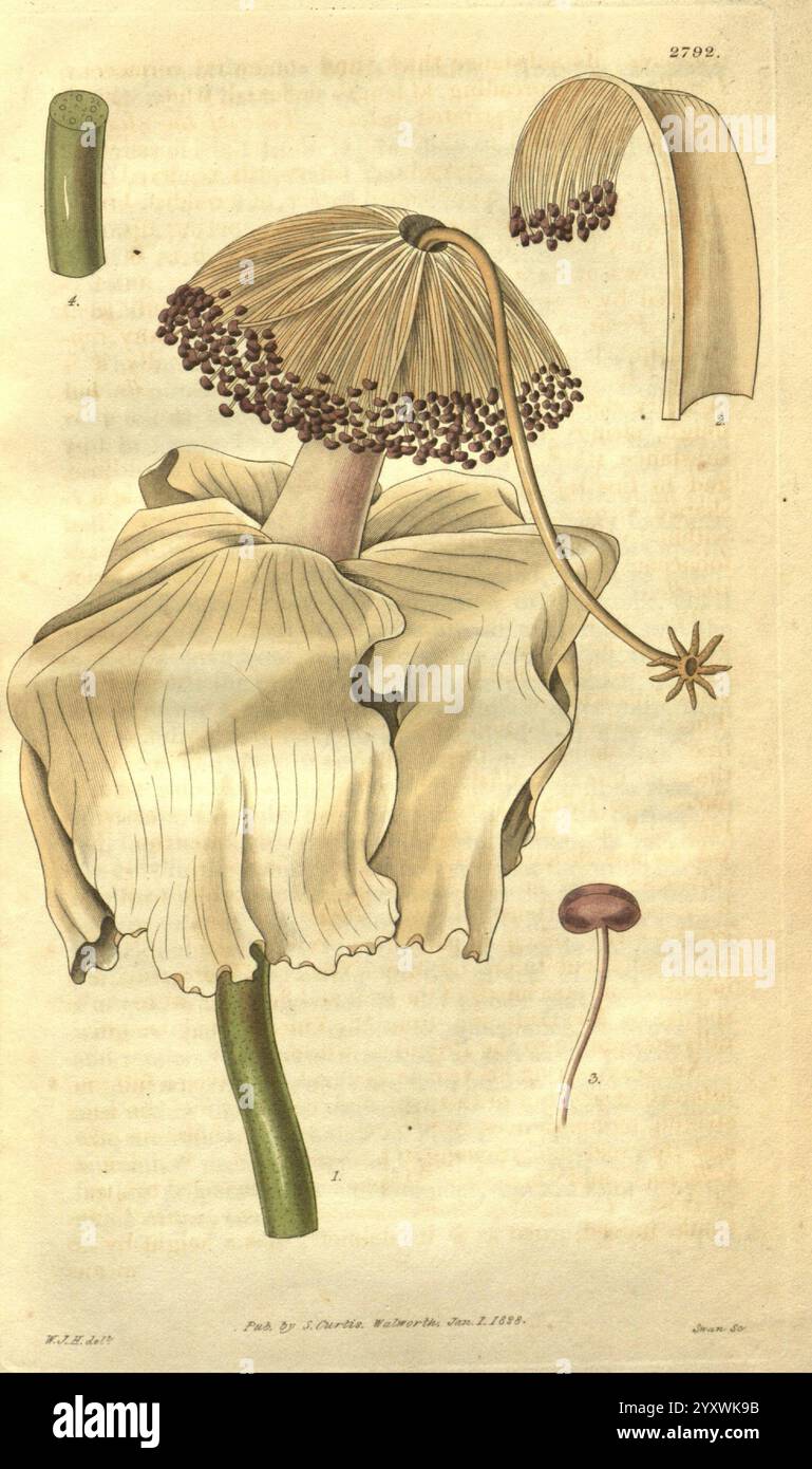 Curtis's Botanical Magazine, London, New York, Botanical Illustration ...