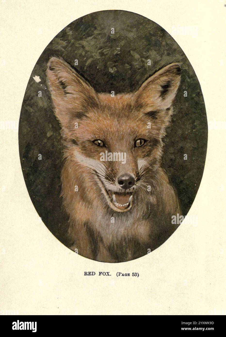 Sharp facial structure hi-res stock photography and images - Alamy