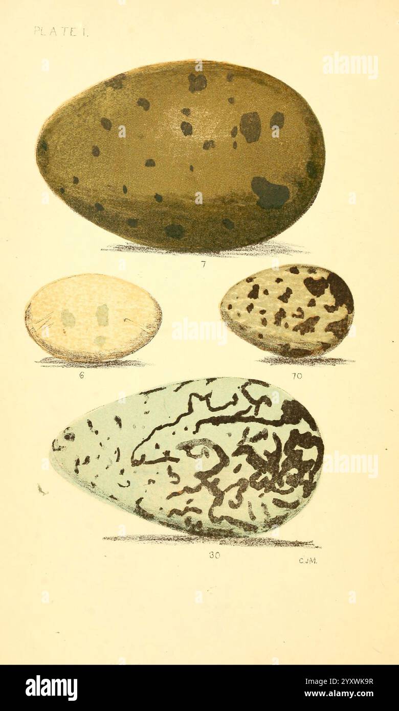 Egg displays distinct markings hi-res stock photography and images - Alamy