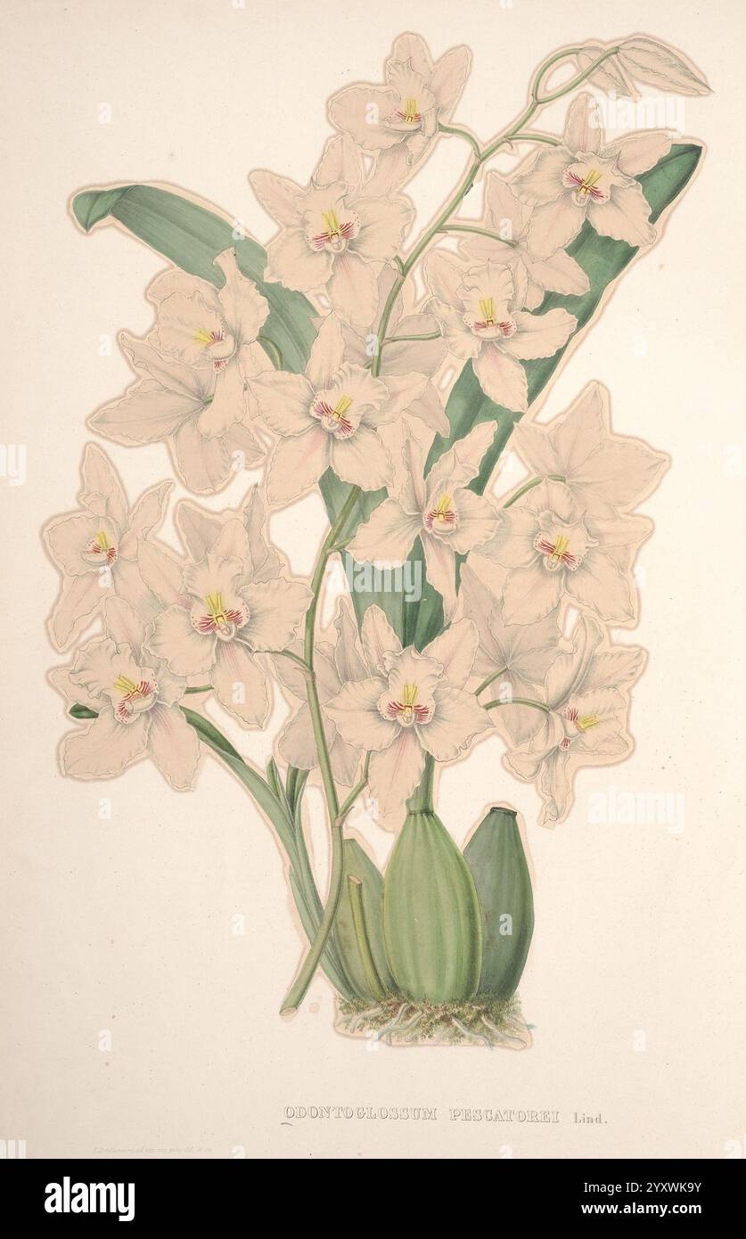Pescatorea, Bruxelles, M. Hayez, 1860, orchidaceae, A cluster of ...