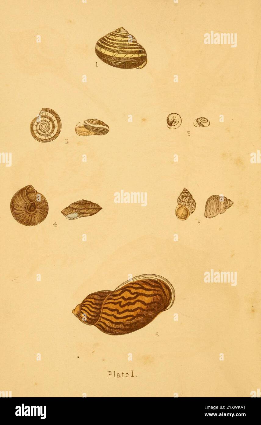 Beautiful shells 1856 hi-res stock photography and images - Alamy
