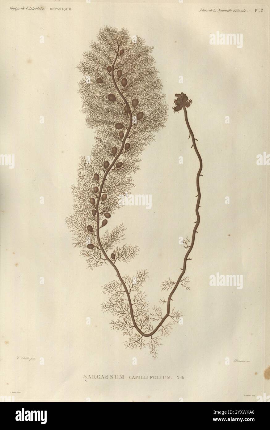 Detailed representation of seaweed hi-res stock photography and images ...