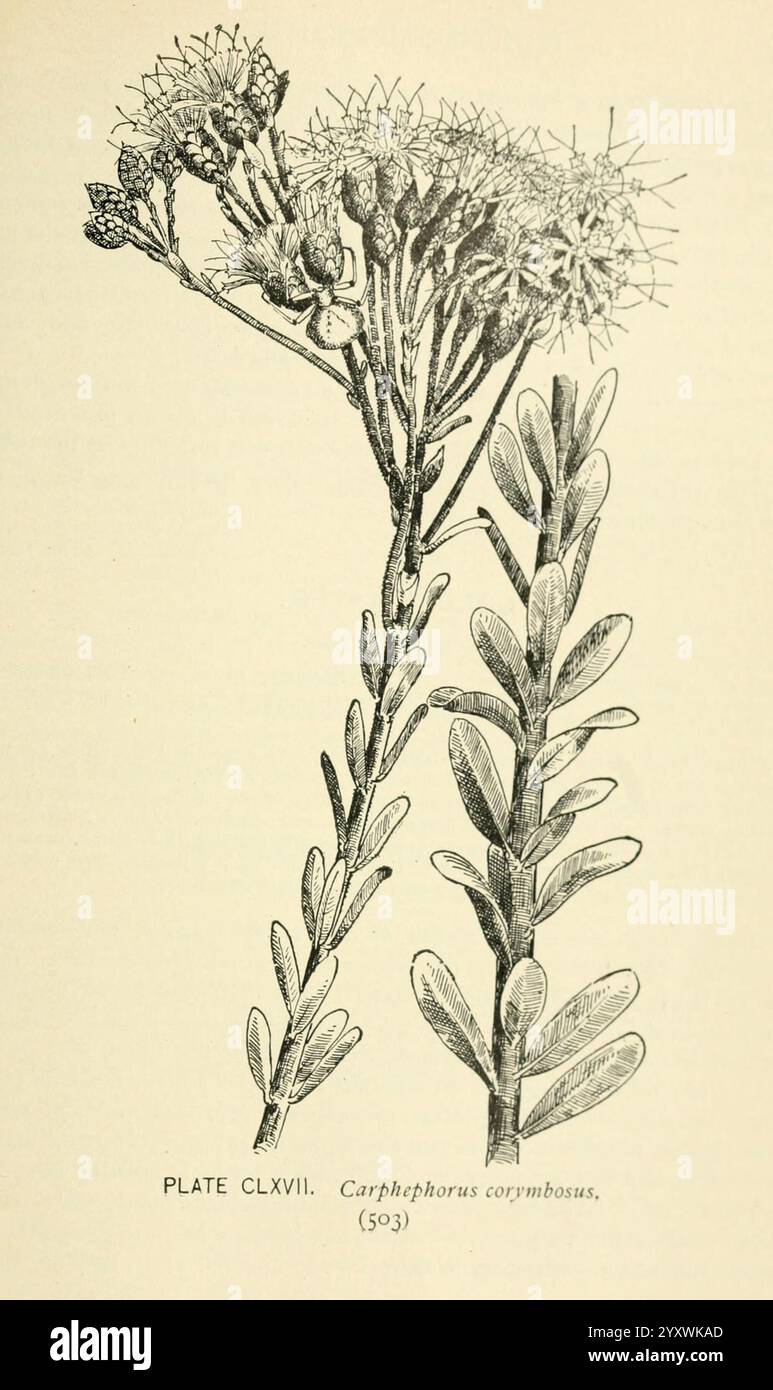 Southern, Wild, Flowers, Trees, New York, Stokes, 1901, Flowers, Trees ...