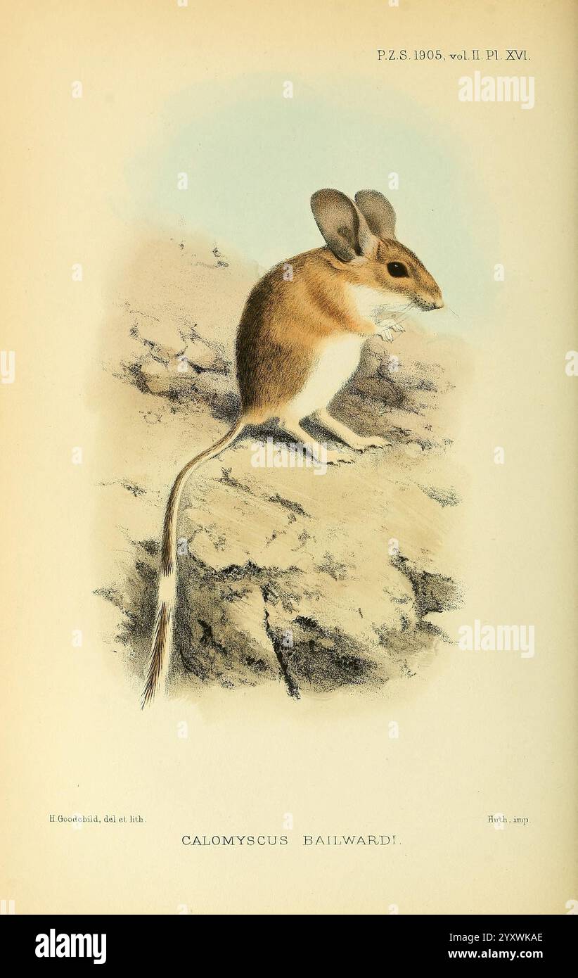 Zagros mountains mouse hi-res stock photography and images - Alamy