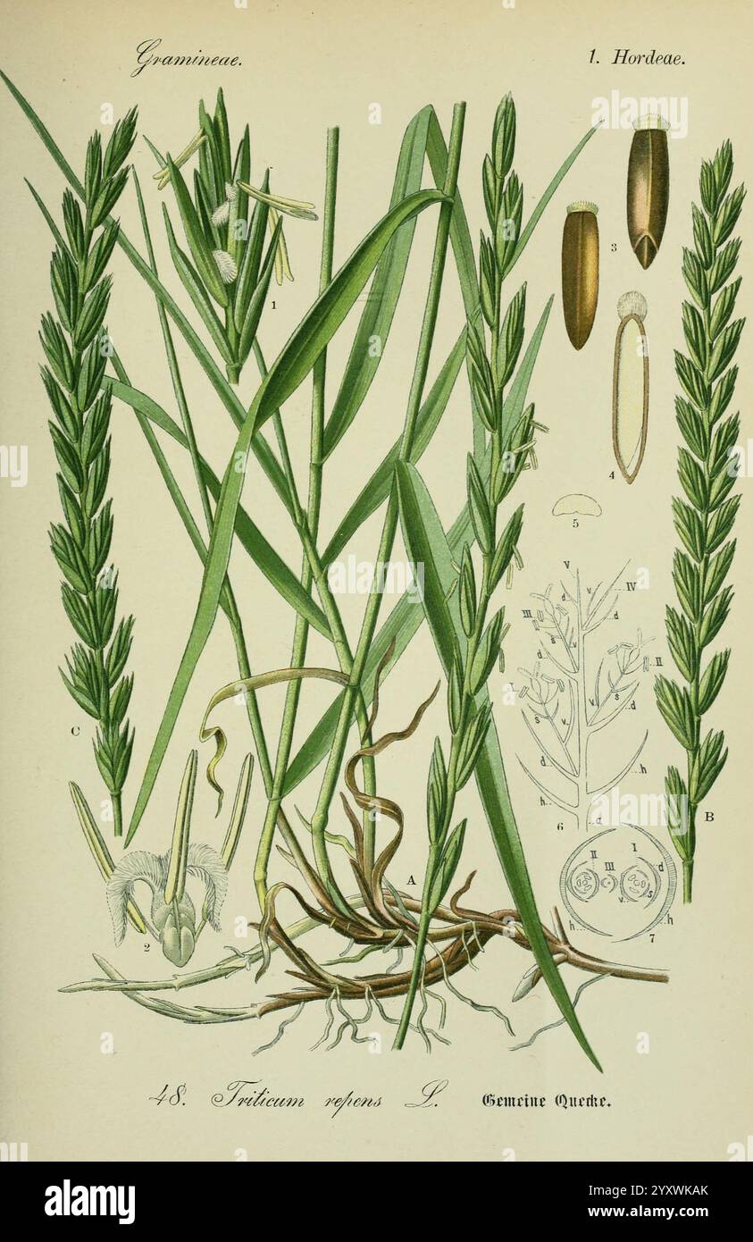 Various root structures hi-res stock photography and images - Alamy