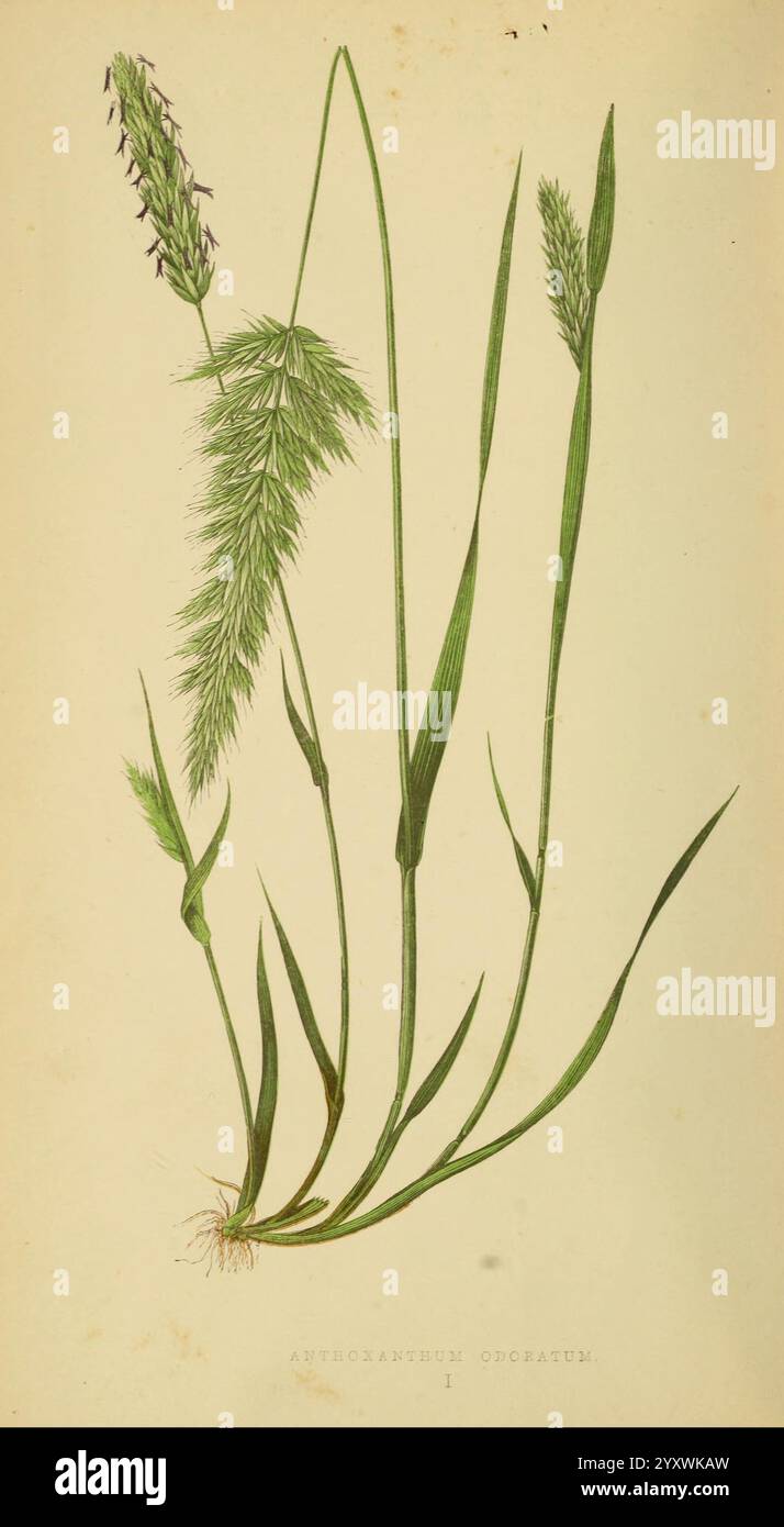 A natural history of British grasses, London, Groombridge, 1858, Great ...