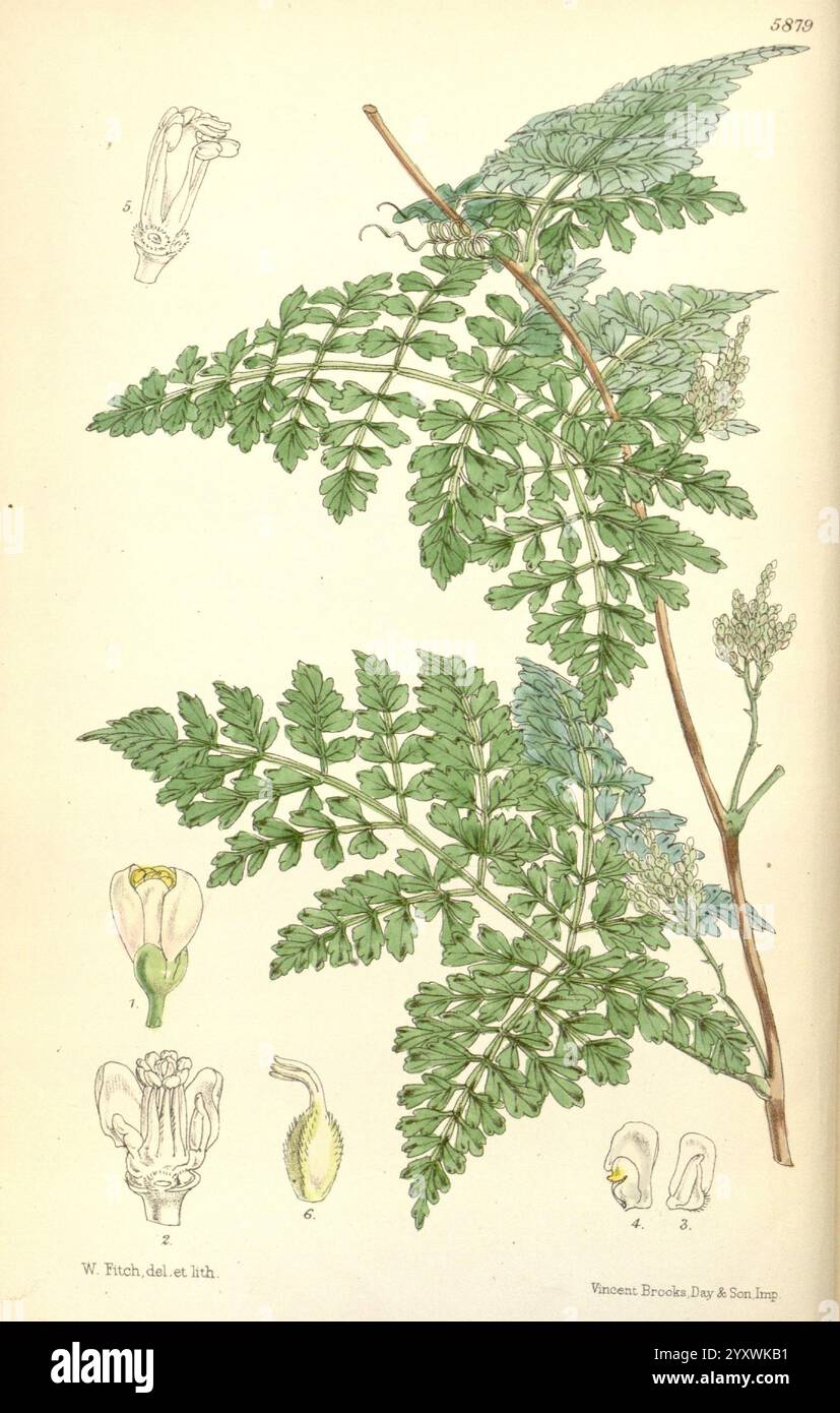 Ferns characteristics hi-res stock photography and images - Alamy