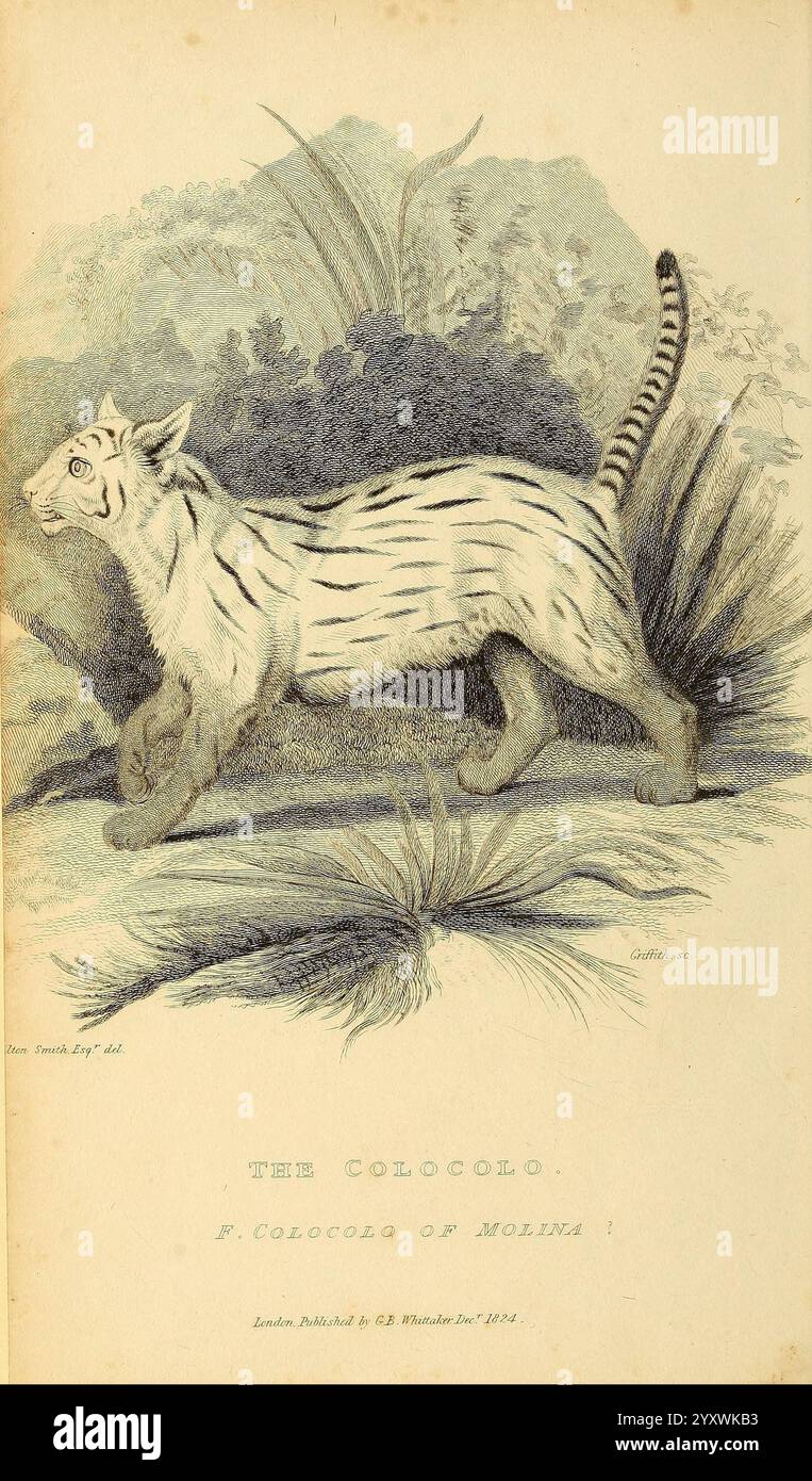 The class Mammalia, London, Printed for Geo. B. Whittaker, 1827 ...