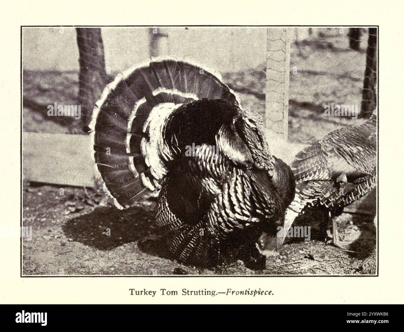 Proud turkey tom displays hi-res stock photography and images - Alamy