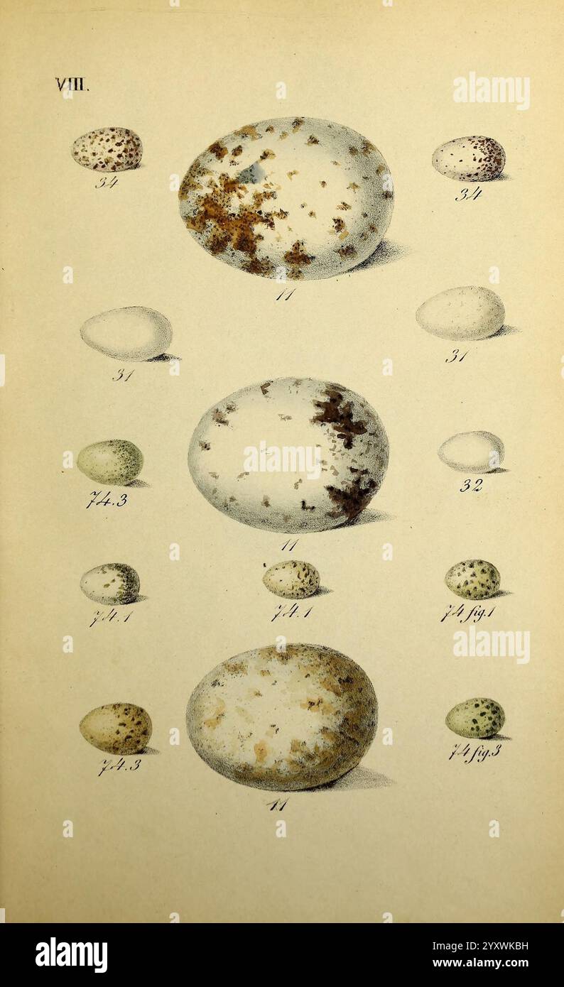 Distinctive speckling patterns hi-res stock photography and images - Alamy