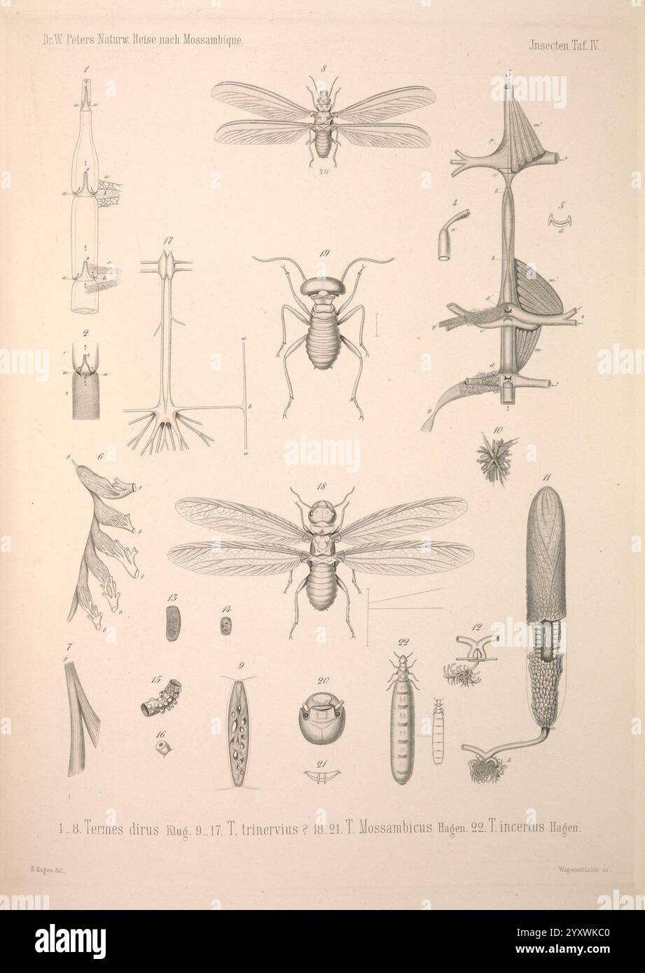 Depicted insects hi-res stock photography and images - Alamy