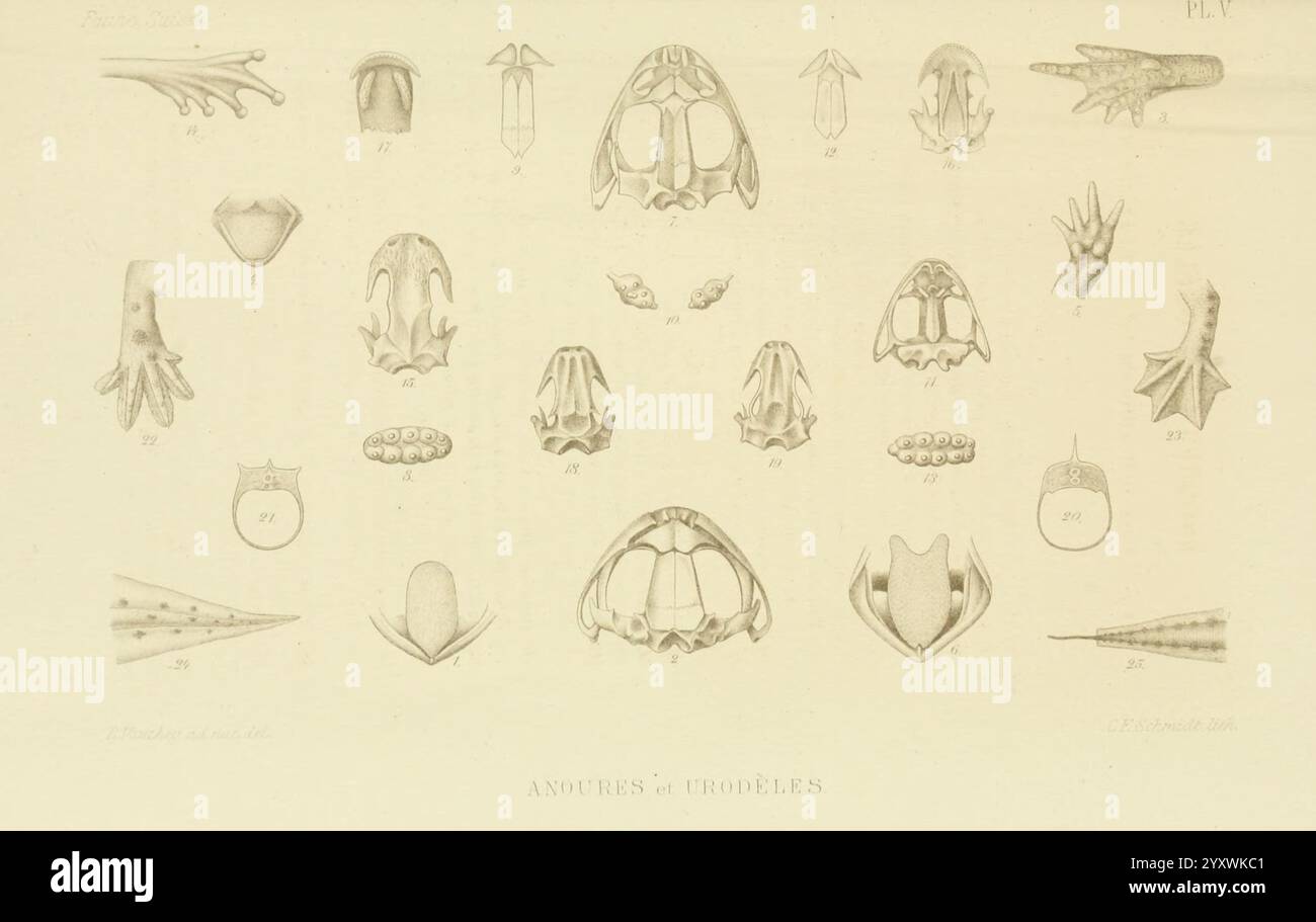 Skeletal anatomy across different species hi-res stock photography and ...