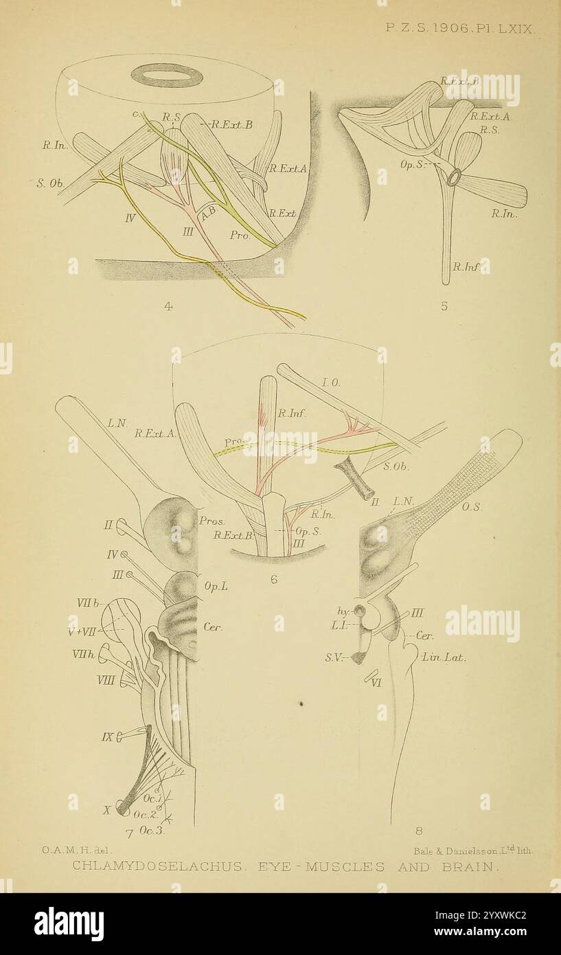 Understanding shark anatomy hi-res stock photography and images - Alamy