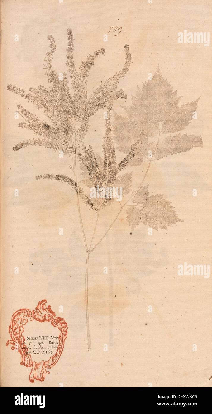 Flora Berolinensis, Berlin, Die Schule, 1757-1758, Spiraea aruncus ...
