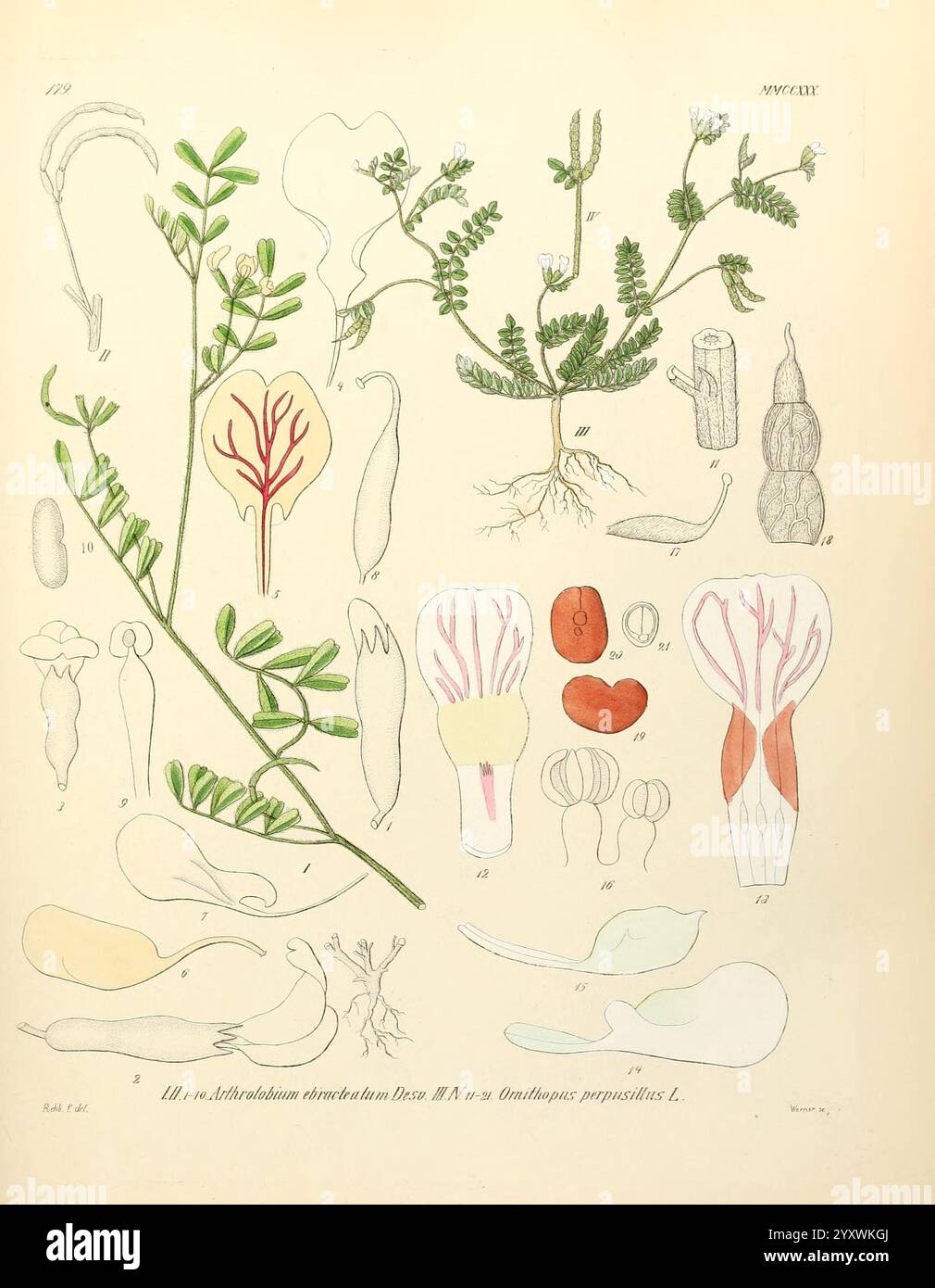 Understanding plant reproductive systems hi-res stock photography and ...