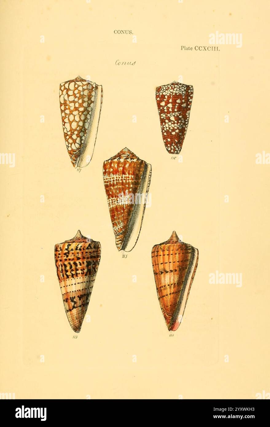 Five distinct cone shells hi-res stock photography and images - Alamy
