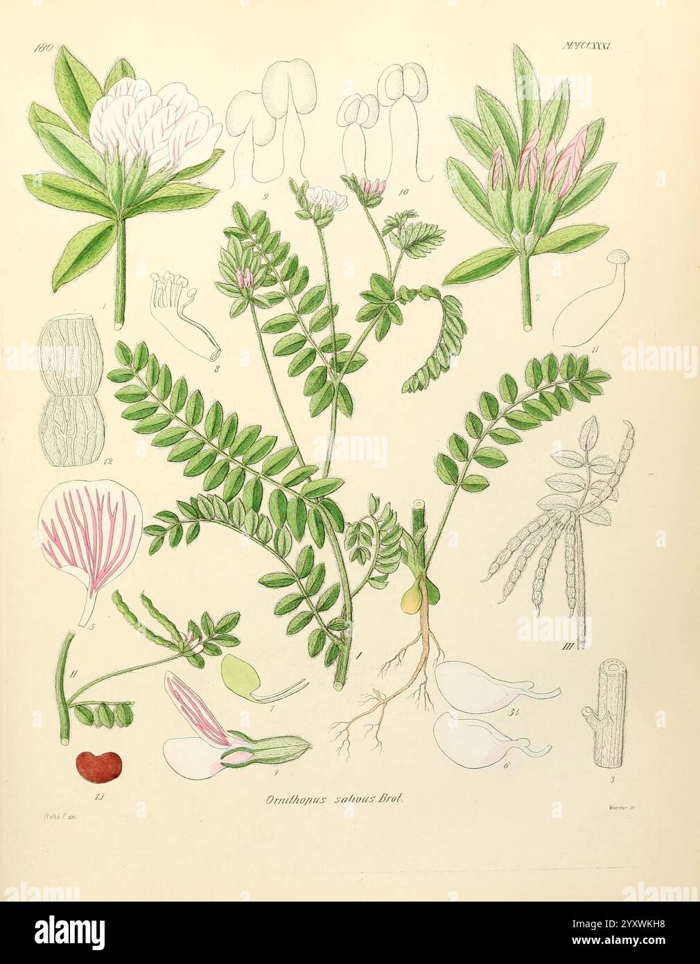 Ornithopus sativus plant hi-res stock photography and images - Alamy